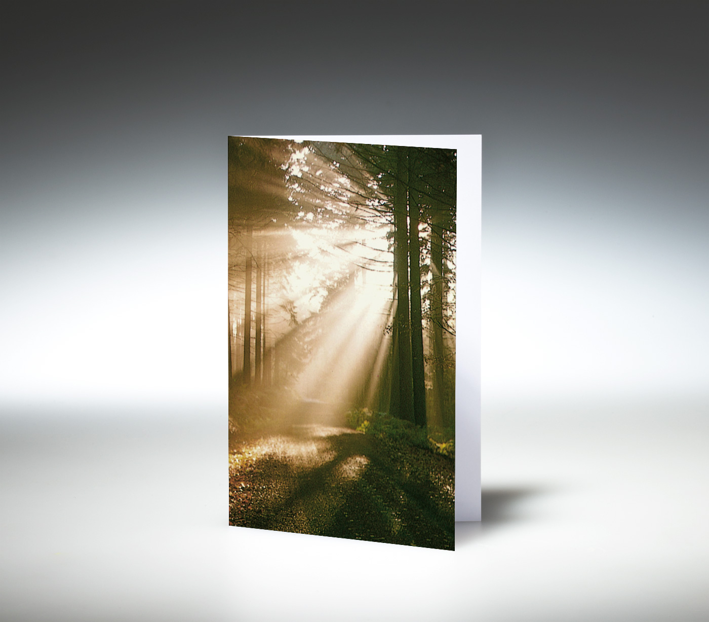 Trauerbild Waldweg im Gegenlicht - Rückseite bedruckt Memento Trauerbilder